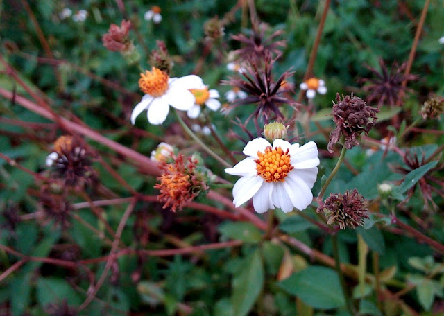 Koleksi Bunga Unik, Menarik & Menawan - Relaks Minda