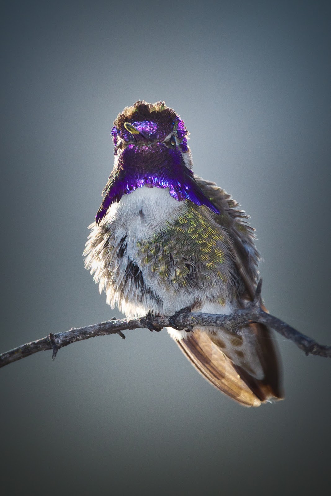 Feather Tailed Stories: July 2012