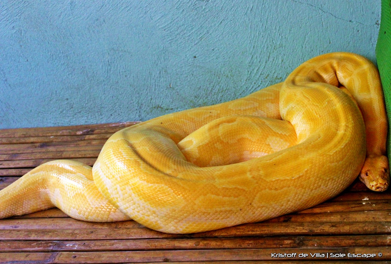 Sole Escape: Exploring Bohol in ONE Day!!! WARNING: LONG POST