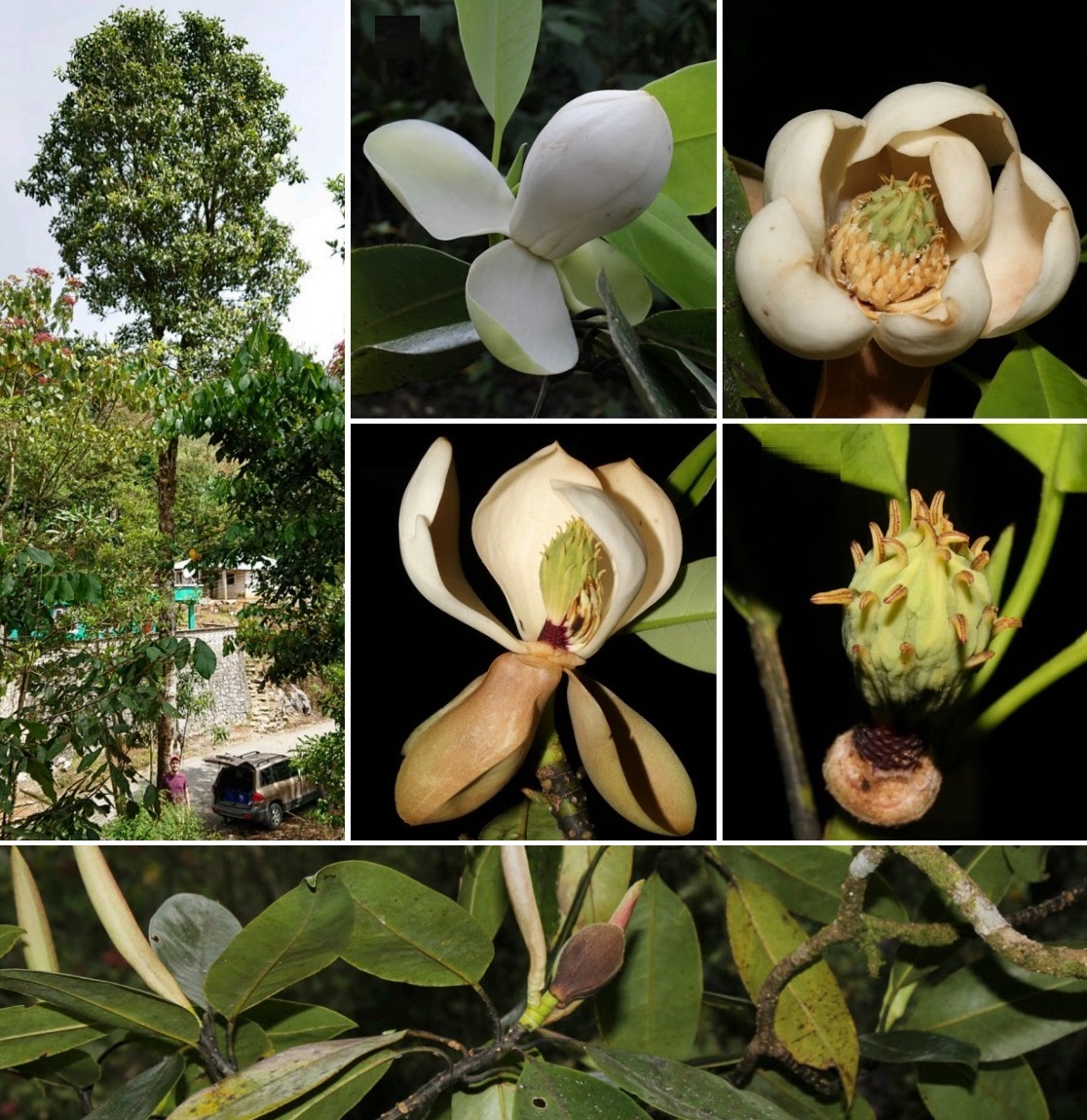 Species New to Science: [Botany • 2020] Magnolia poqomchi (Magnoliaceae ...