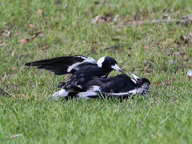 Avithera: Magpies fighting