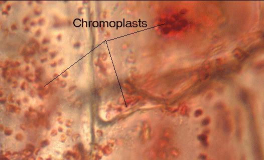 Why Plants Show Different Colors