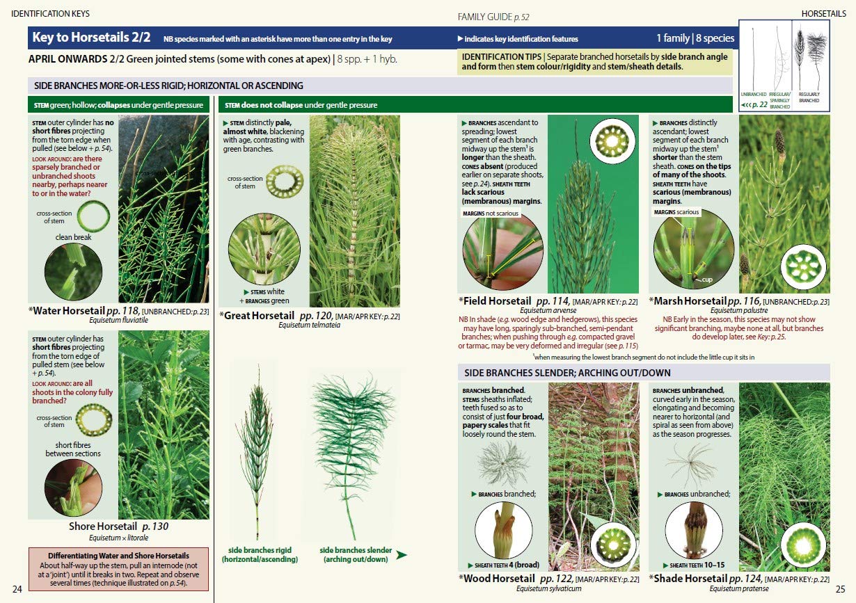 The Curious Naturalist: Britain's Ferns: A field guide to the ...