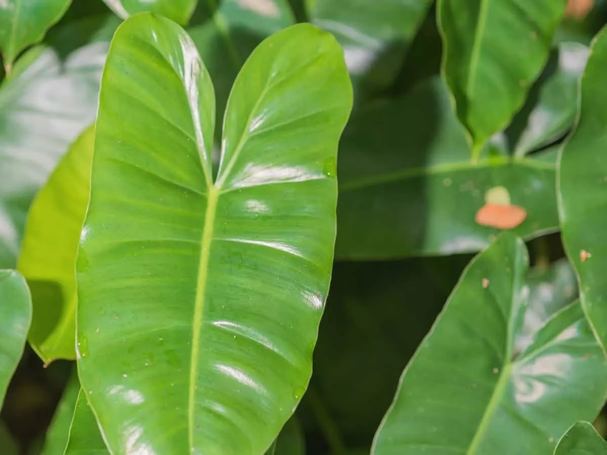 Philodendron domesticum - Spadeleaf philodendron care | Travaldo's blog