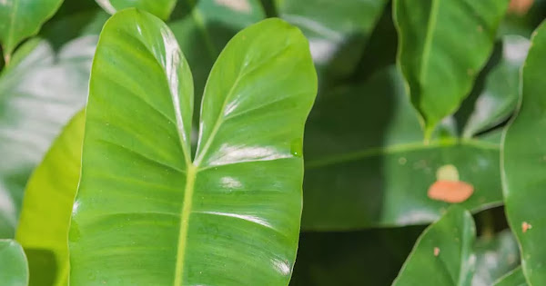 Philodendron domesticum - Spadeleaf philodendron care | Travaldo's blog
