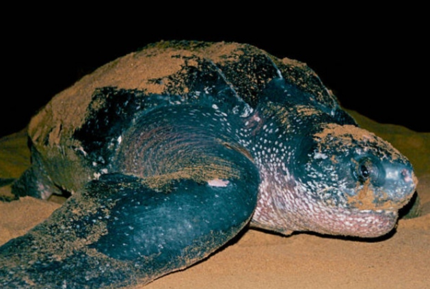 Penyu Belimbing (Dermochelys coreacea), Penyu raksasa penjelajah lautan ...