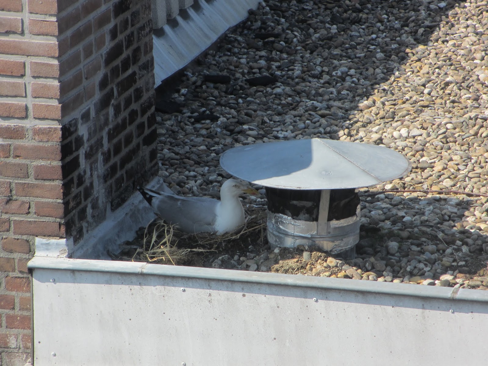 (under construction...): Roof nesting gulls and terns in Amsterdam