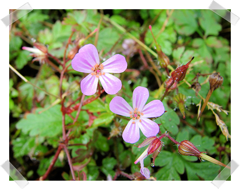 Herbaholic's Herbal Haven: April 2008