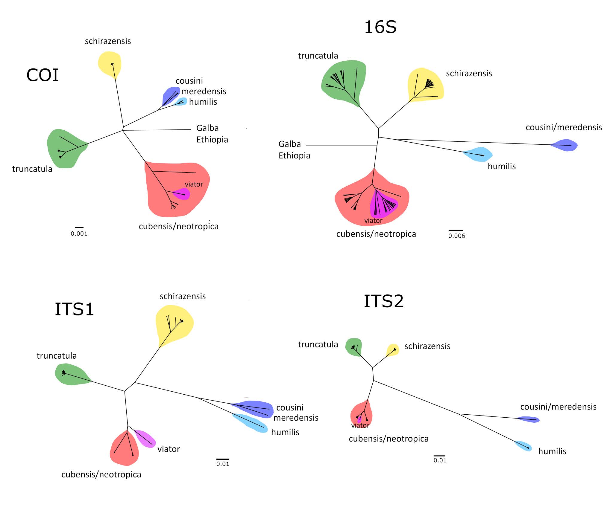 Freshwater Gastropods of North America: Exactly 3ish American Galba