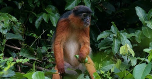 Mono Colobo Rojo ~ Animales en Peligro de Extinción