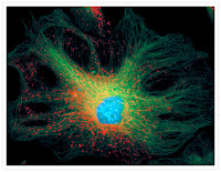Méduses: GFP