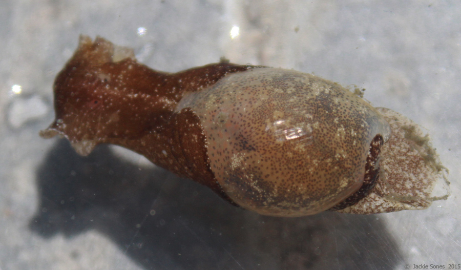 The Natural History of Bodega Head: Inhaling bubbles
