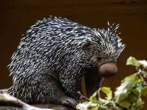 Info animales: PUERCOESPINES, CHINCHILLAS Y AFINES