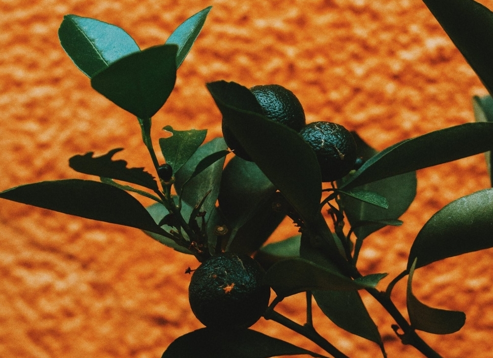 A life of a biologist: Native fruit bearing trees of the Philippines ...
