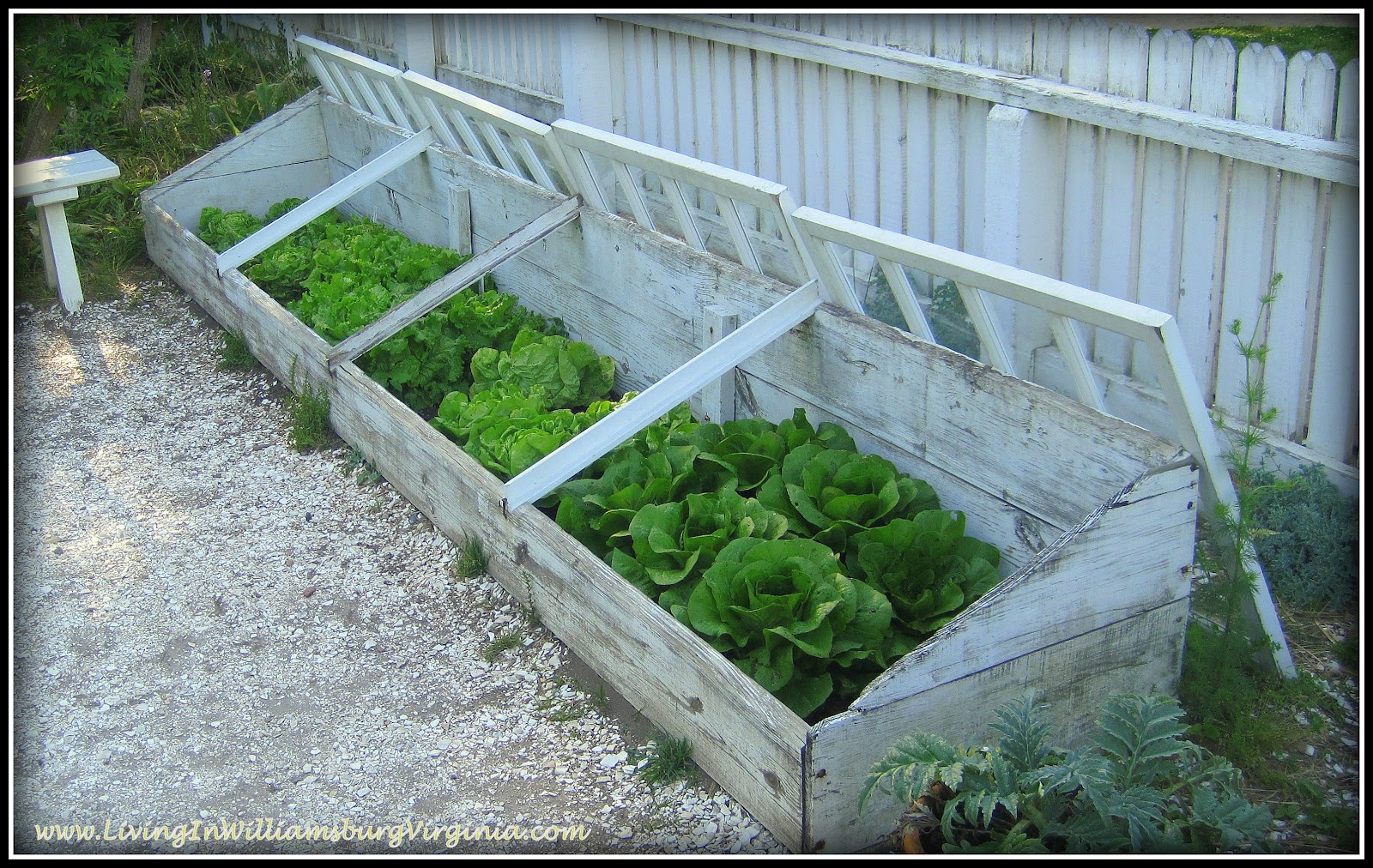 Living In Williamsburg, Virginia: Lettuce Grow Veggies, Colonial ...