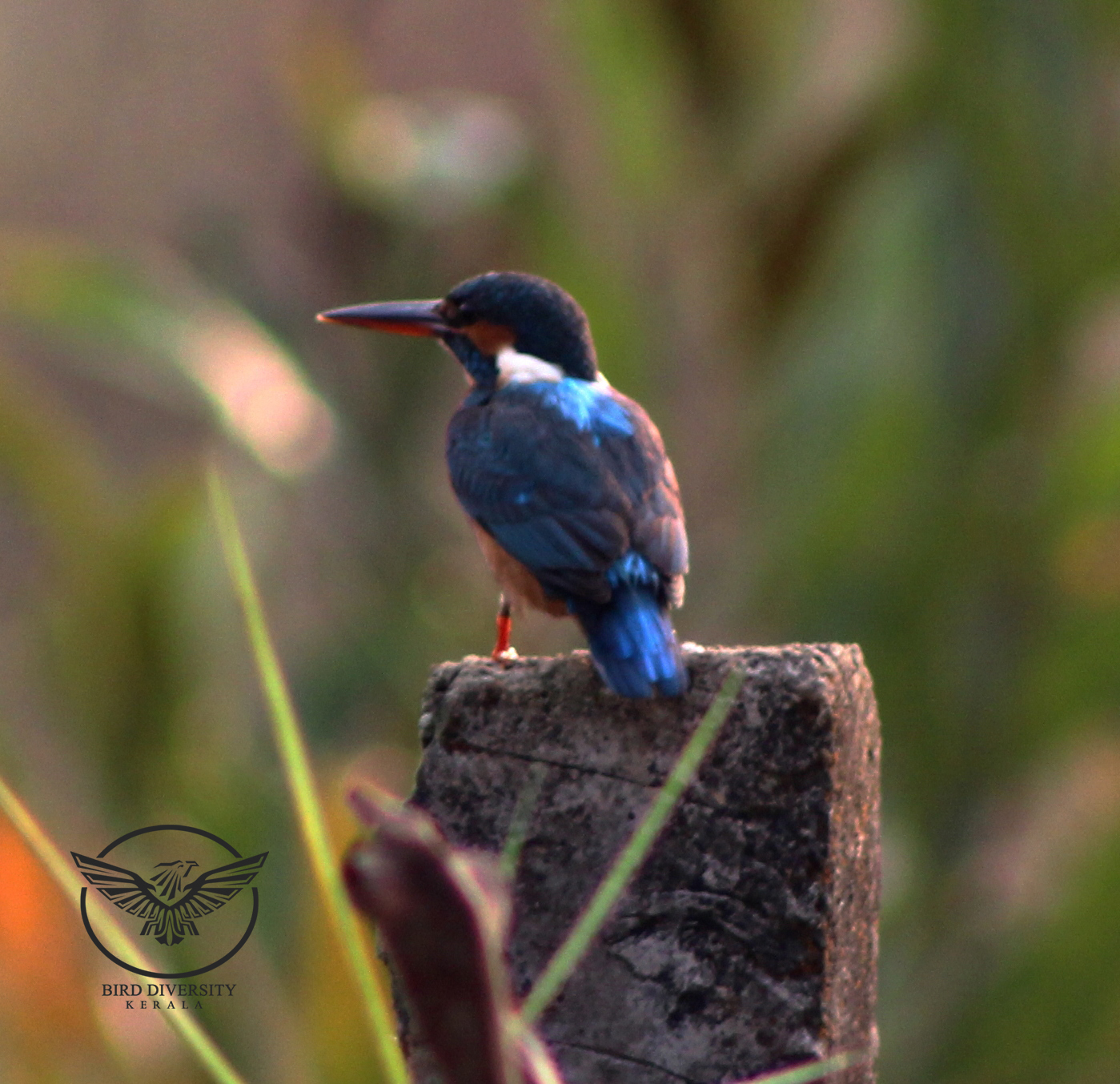 Common Kingfisher - Neela Ponman ( നീല പൊൻമാൻ )