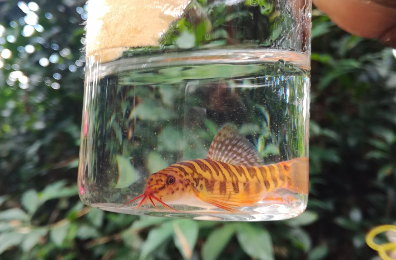 Tiger Loach ~ Aquatic Students' Association