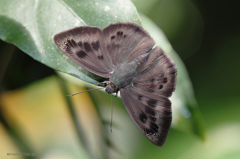 Butterflies of Singapore: Life History of the Common Snow Flat