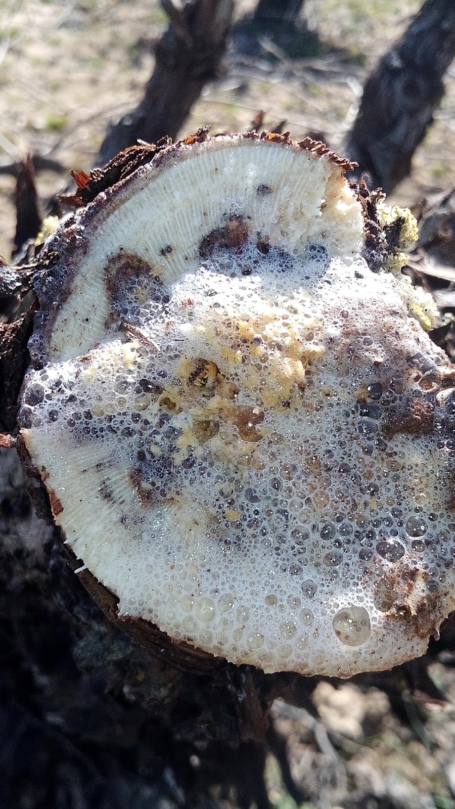 Abdon Segovia entre la vid y la yesca: Yesca como combatir,como tratar