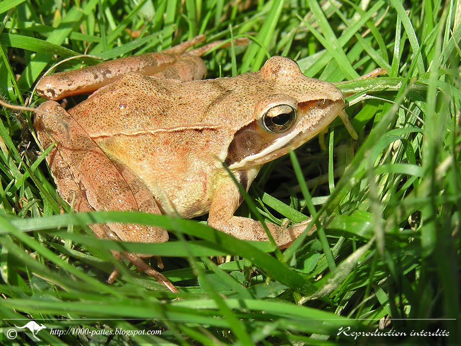 WILDLIFE GATEWAY: Grenouille agile ou pisseuse!