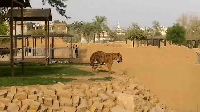 Video : Tiger attacks man at Riyadh Zoo