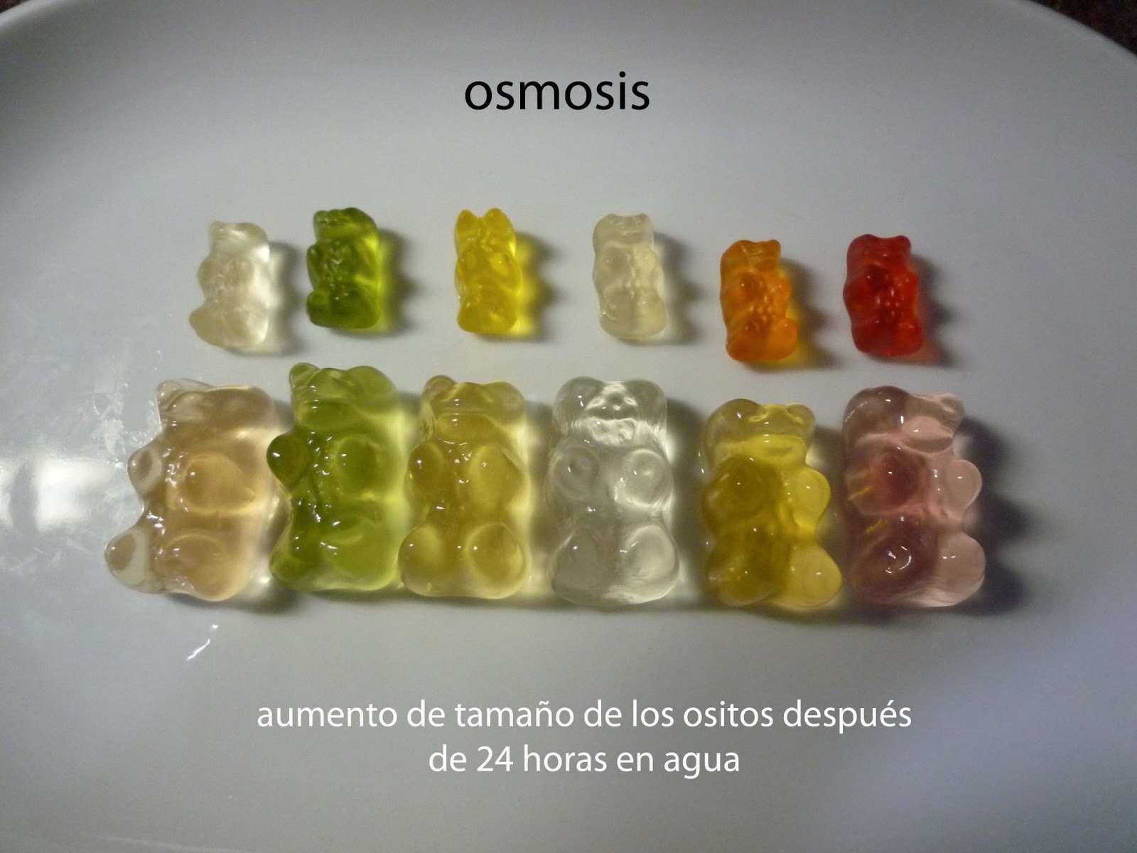 COCINA CON LA CIENCIA: ÓSMOSIS CON OSITOS