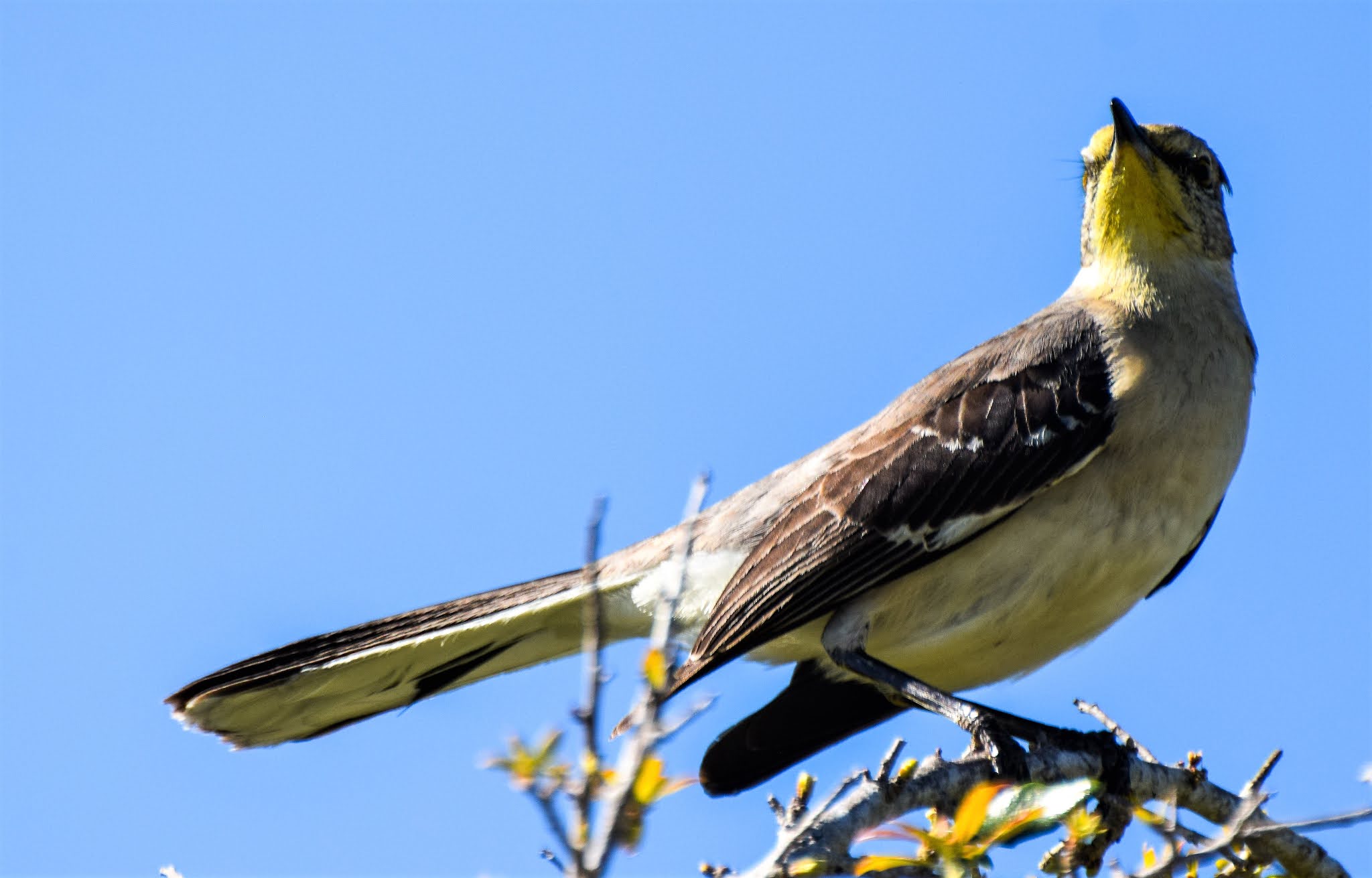 Photo journal...or whatever...: Northern Mockingbirds continue to add ...