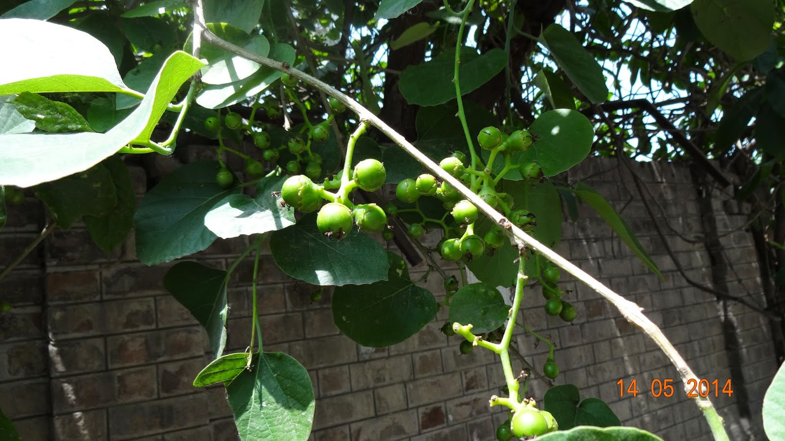 Plants of Lahore - Pakistan: Lassora tree- Cordia obliqua