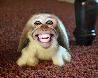 Alissa Photography: Animal Morph