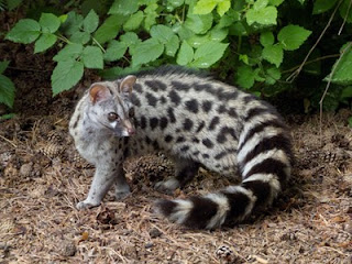 FAUNA DE TÁBARA Y SIERRA DE LA CULEBRA: GINETA