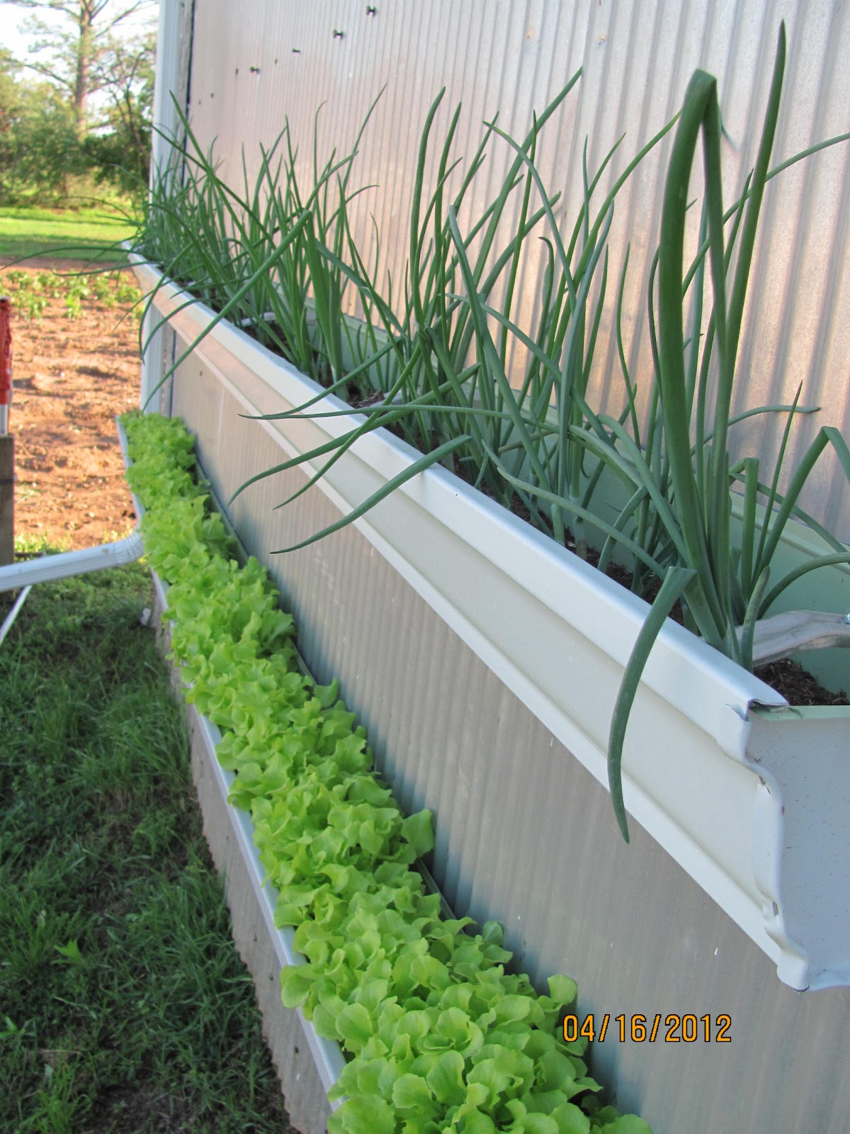 A Quilter's Dream: Gutter Gardening
