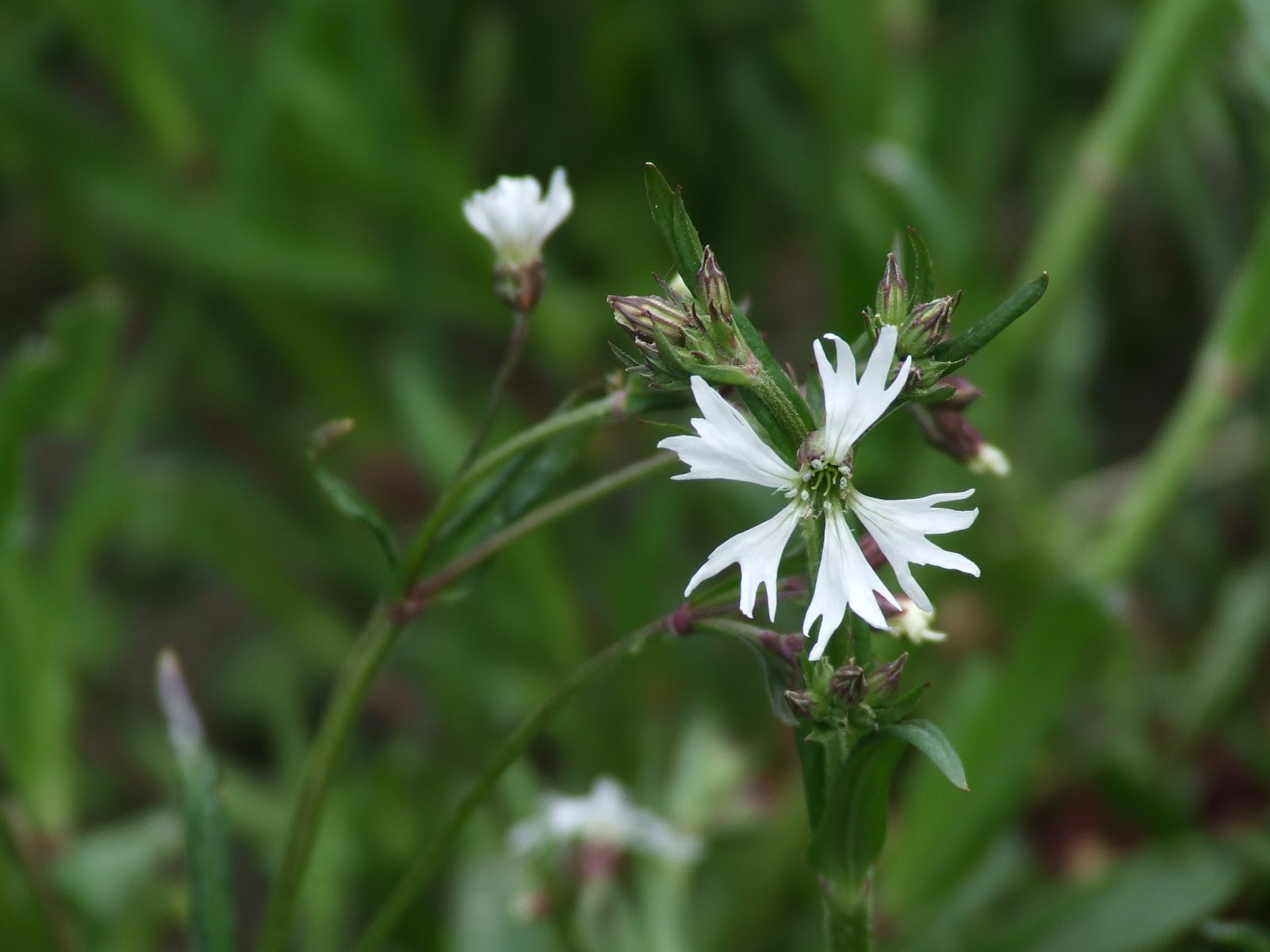 kenderfrau: White Robin