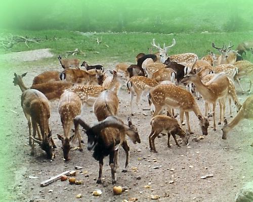 ANIMALE: CERBUL LOPATAR