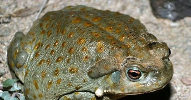 The Bloated And Hungry Toad Of The Creeks | The Biafra Herald