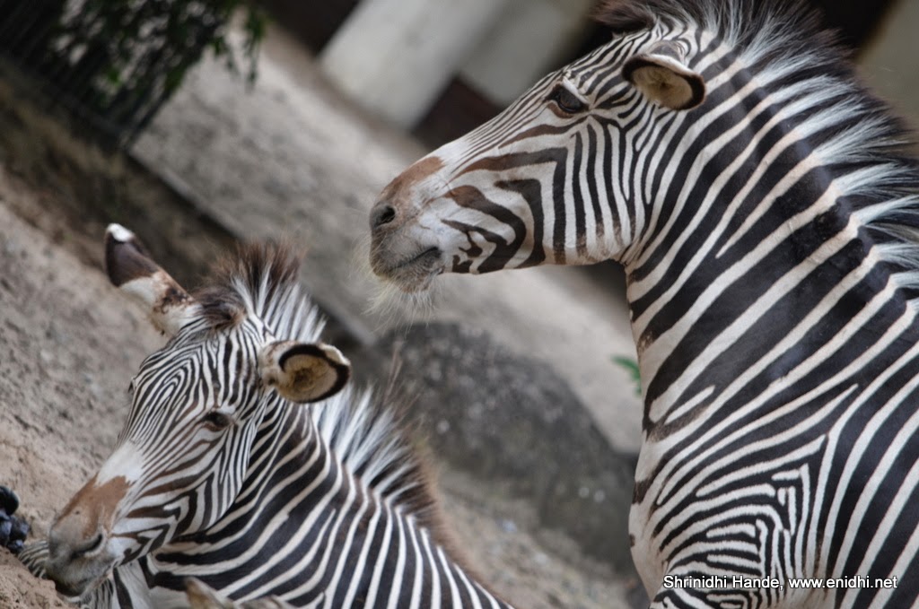 Zeebras at Berlin Zoological Garden - eNidhi India Travel Blog