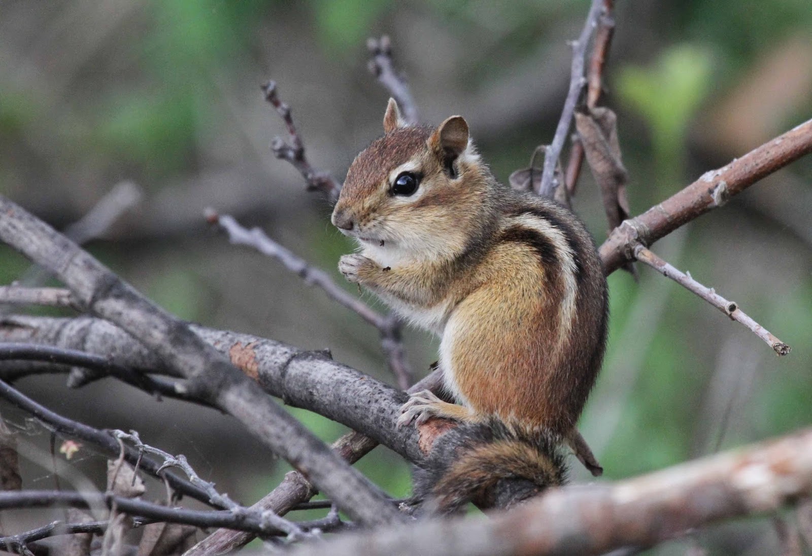 Gale's Photo and Birding Blog: Eastern Chipmunks