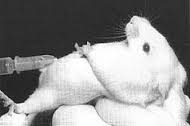 Let's share together: Produce and Collecting Ascitic Fluid from Mice
