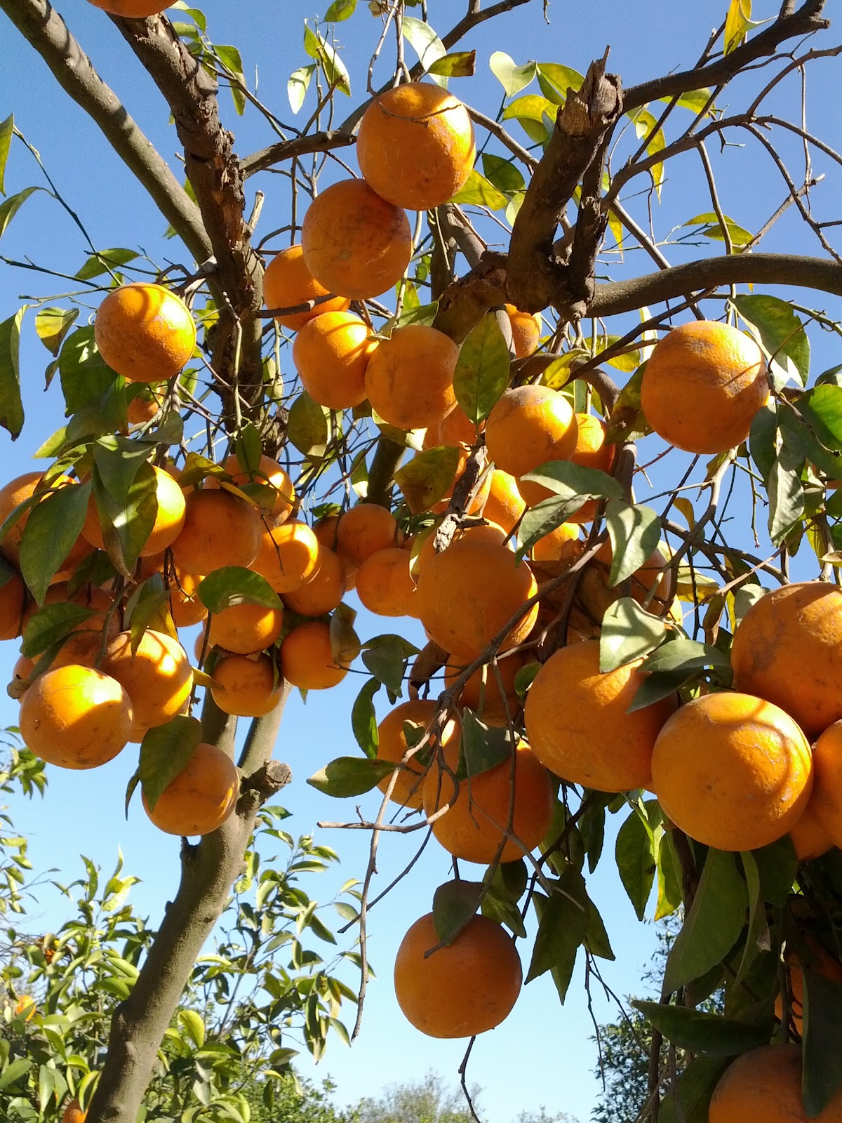 Technology Fort: Best Quality Oranges In Pakistan Sargodha