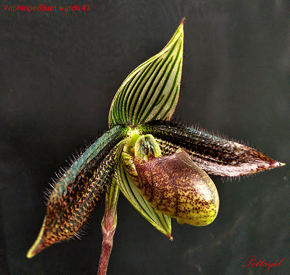 Paphiopedilum wardii Summerh.
