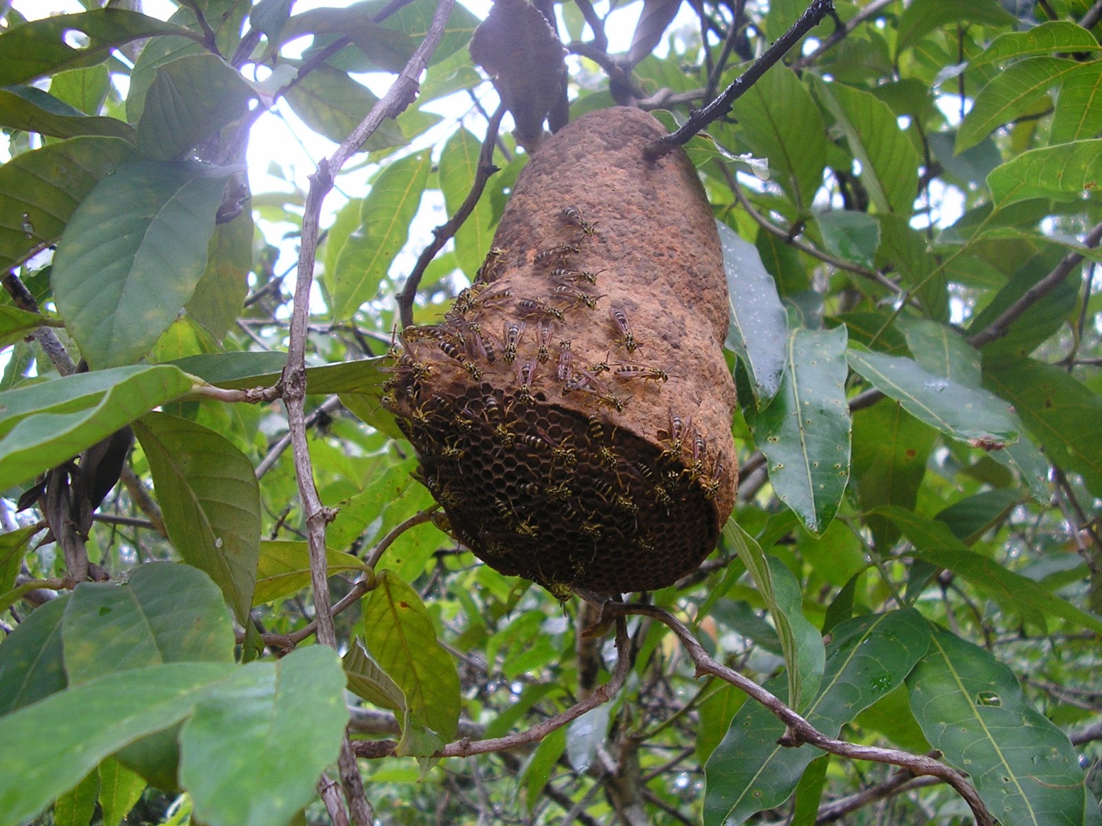 natureza selvagem: Marimbondo enxu-da-beira-do-telhado