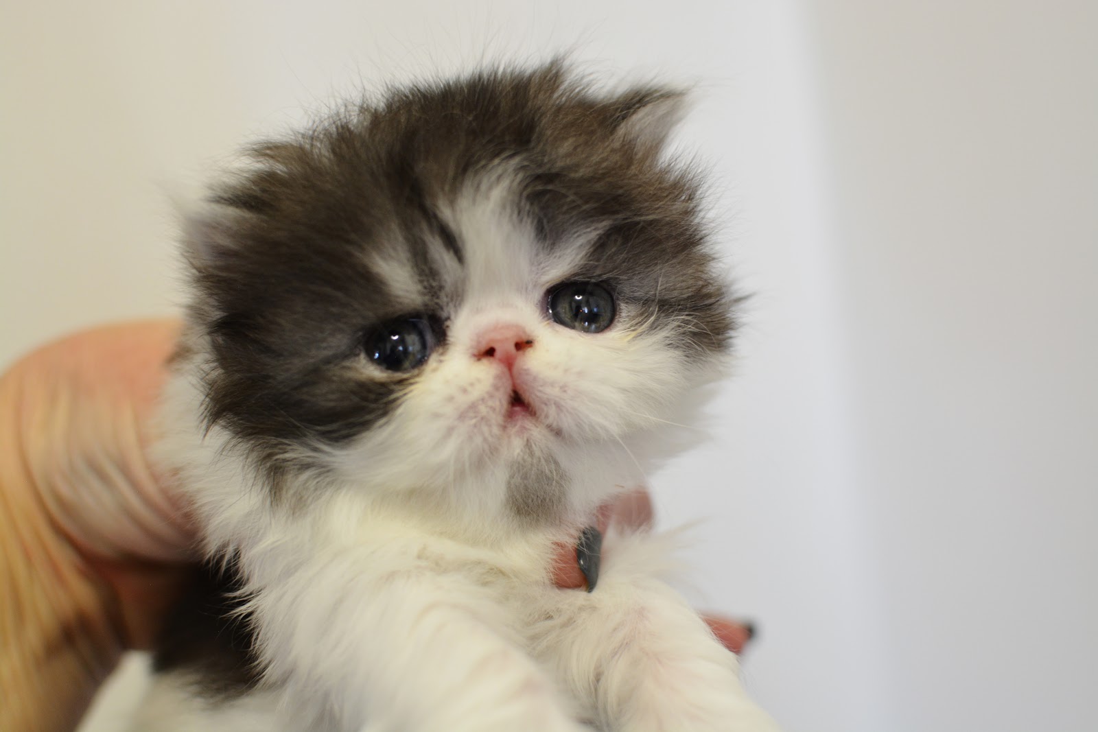 Exotic Shorthairs and Persians in Idaho Kittens on their way!: Hilly ...