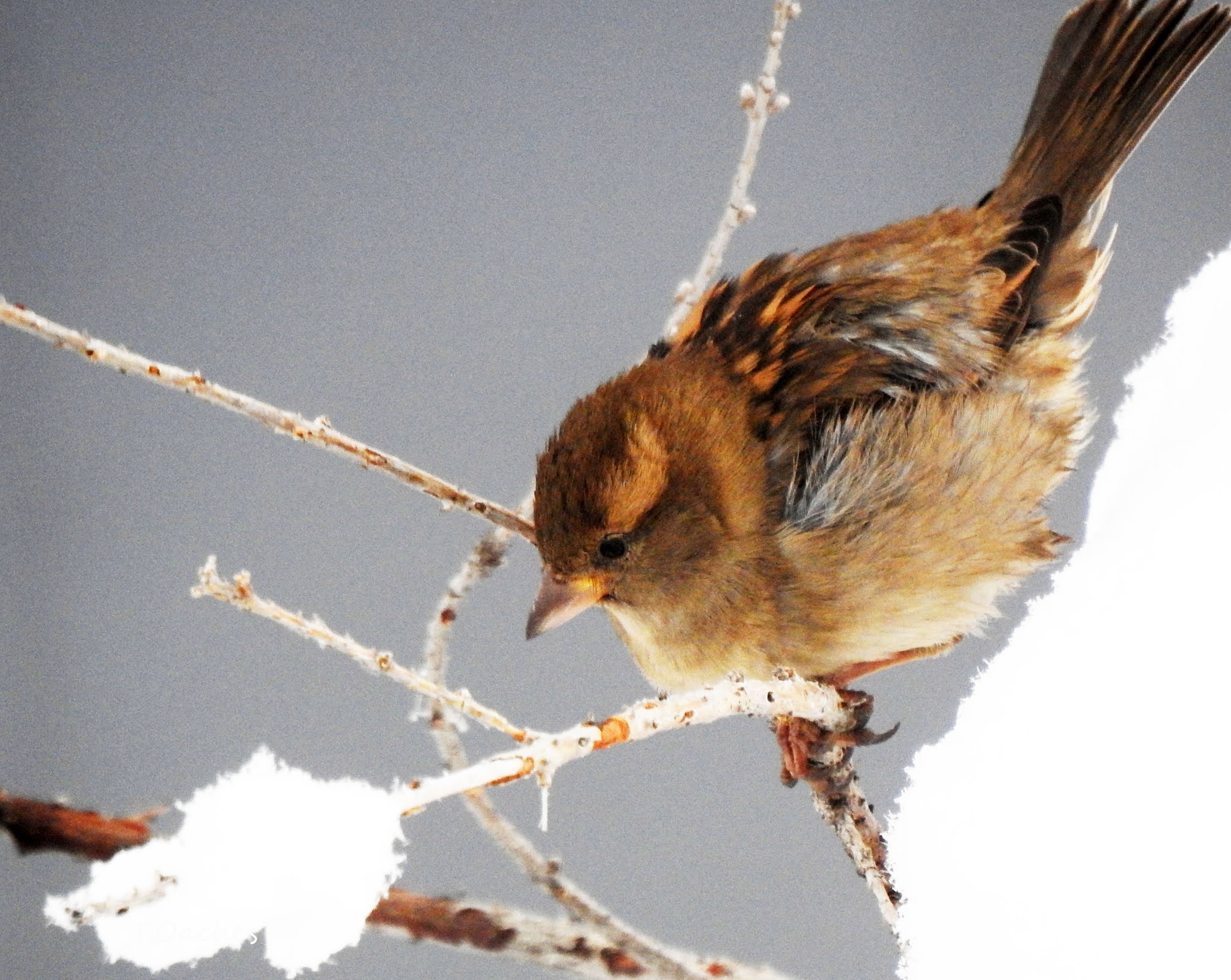 PASARI DIN ROMANIA: VRABIA DE CASA, Passer domesticus