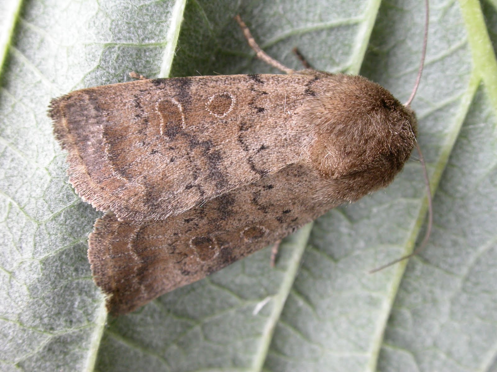 Central Scotland Moth News: Uncertain - an adjustment to records in the ...