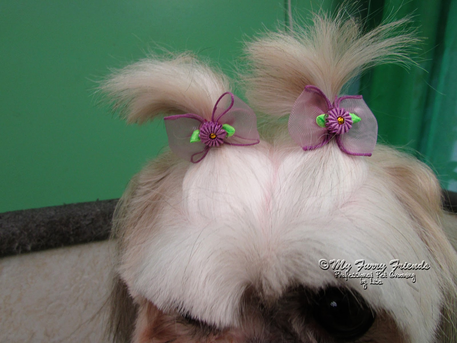 Pet Grooming: The Good, The Bad, & The Furry: Makeover Monday #8...To ...