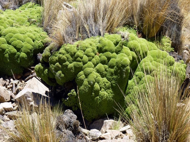 Yareta or Llareta – The 3,000 Years Old Plant