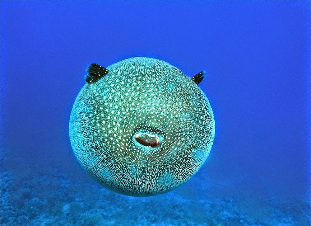 PUFFER FISH photos - wallpapers (ανανεωμένο) | the fun bank