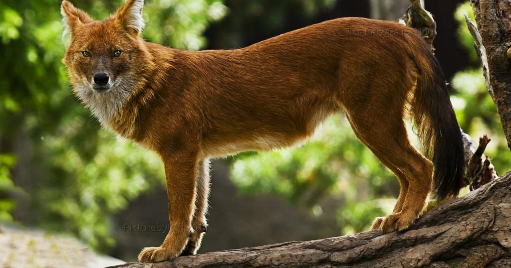 El cuón: el perro rojo de Asia.