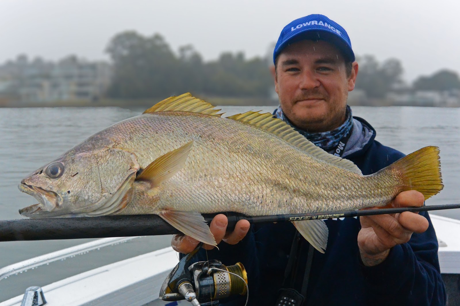 The Fish Cure: THE MULLOWAY CIRCLE