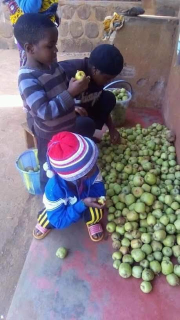 Kennedy Fai and the Apple Revolution in Cameroon