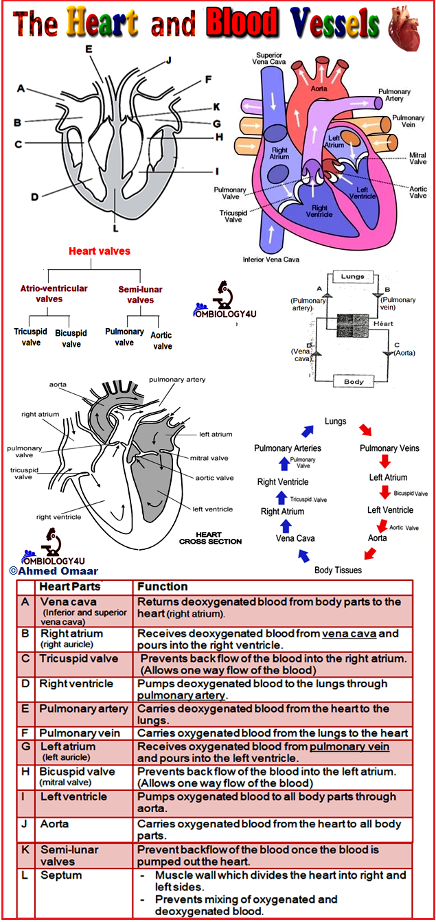 Structure of the Heart and Functions